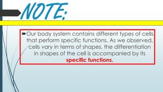 Lesson 10 forms of cells according to shape | PDF | Biological Sciences ...