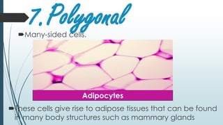 Lesson 10 forms of cells according to shape | PDF | Biological Sciences ...