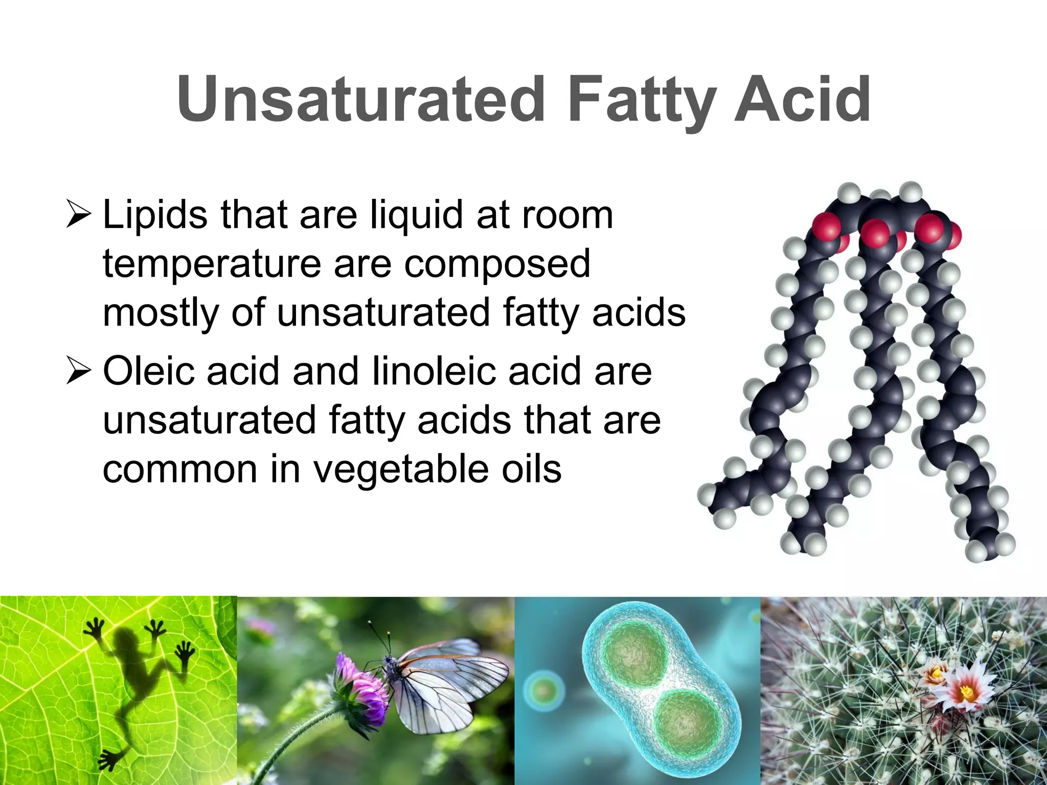 Lesson 10 Lipids | PDF
