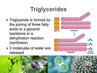 Lesson 10 Lipids | PDF