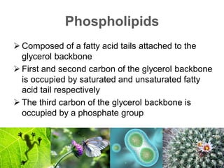 Lesson 10 Lipids | PDF