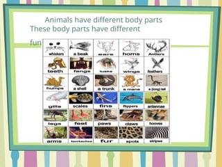 Lesson 10 Parts of Animals-LAND, WATER AND AIR .pptx