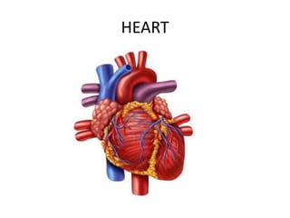 Lesson 11 major internal organs | PPTX | Biological Sciences | Science