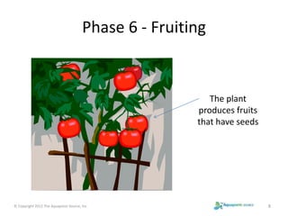 Lesson 11 plant life cycle | PPT