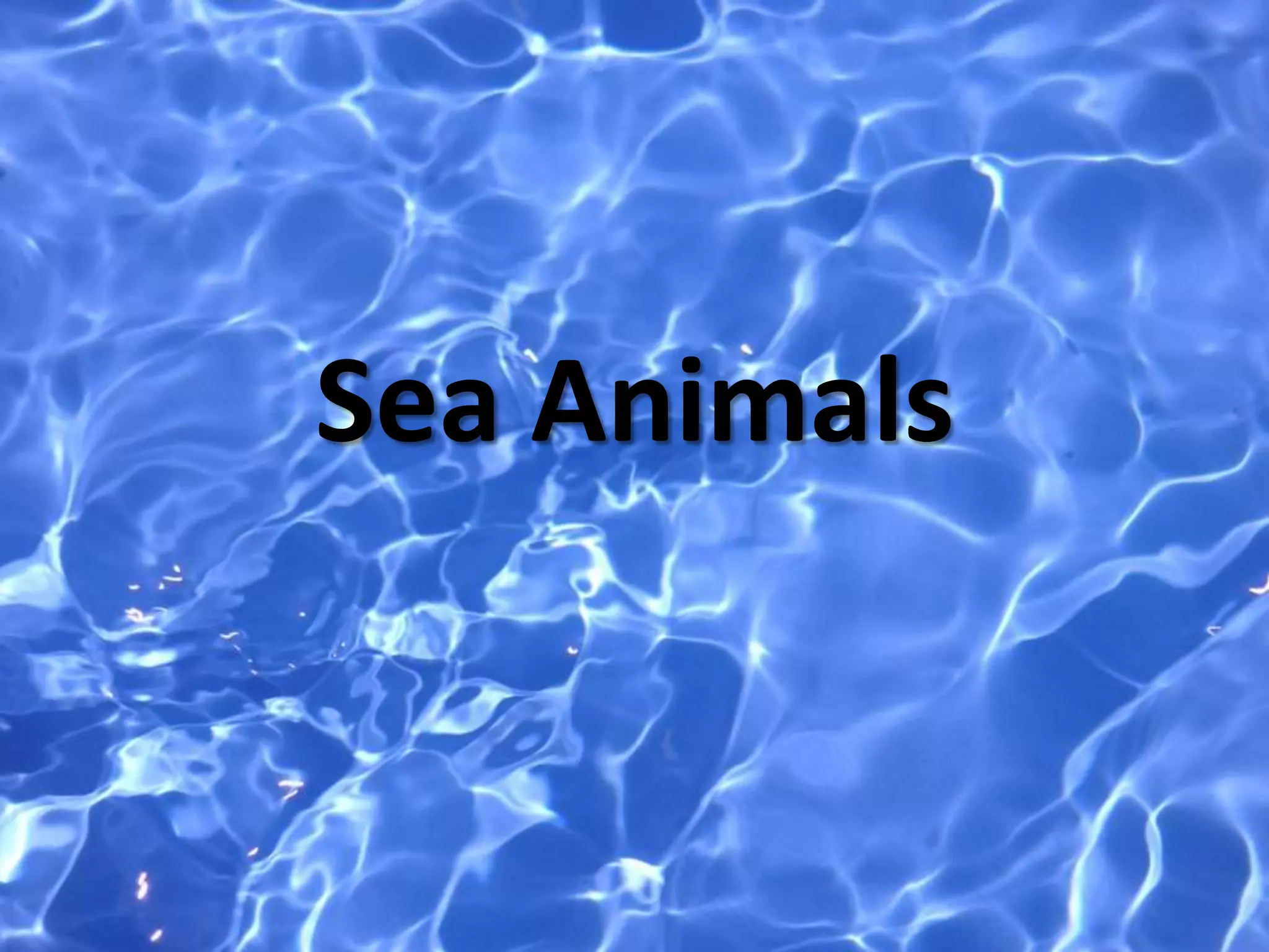 Sea animals | PPTX