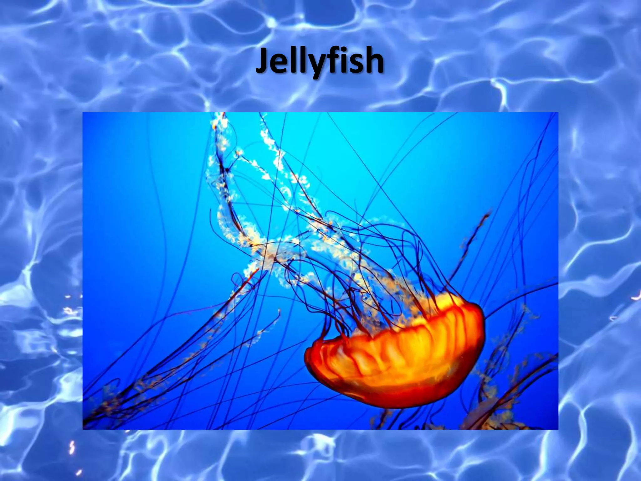 Sea animals | PPTX