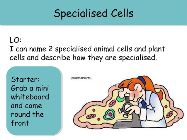 Lesson 11 specialised cells | PPT
