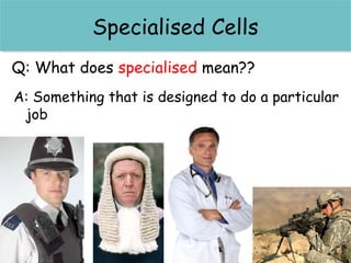 Lesson 11 specialised cells | PPT