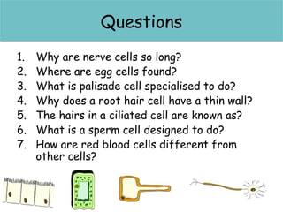 Lesson 11 specialised cells | PPT