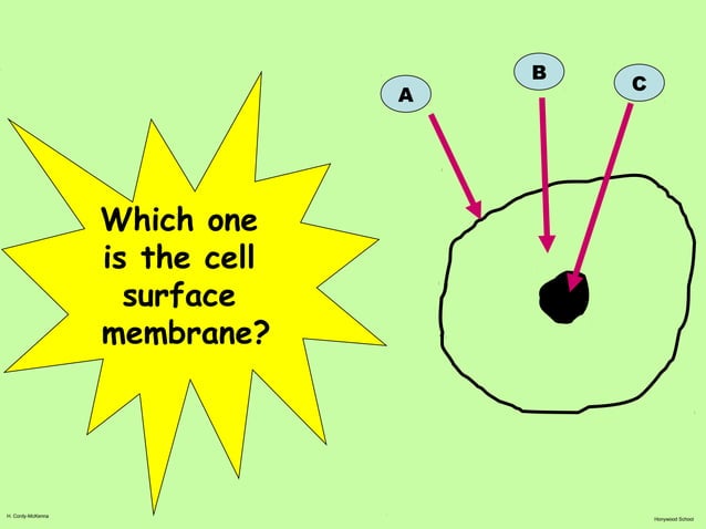 Lesson 11 specialised cells | PPT