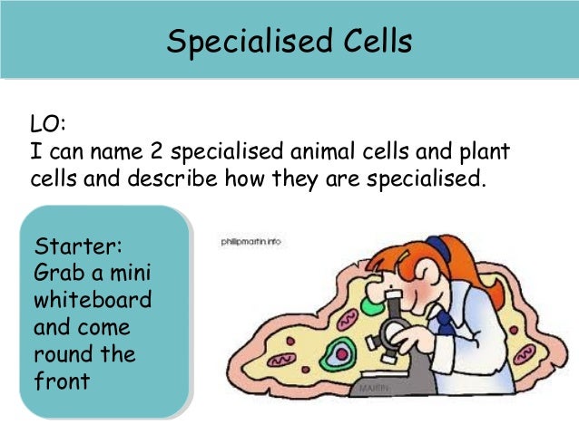 Lesson 11 specialised cells Lesson 11 specialised cells