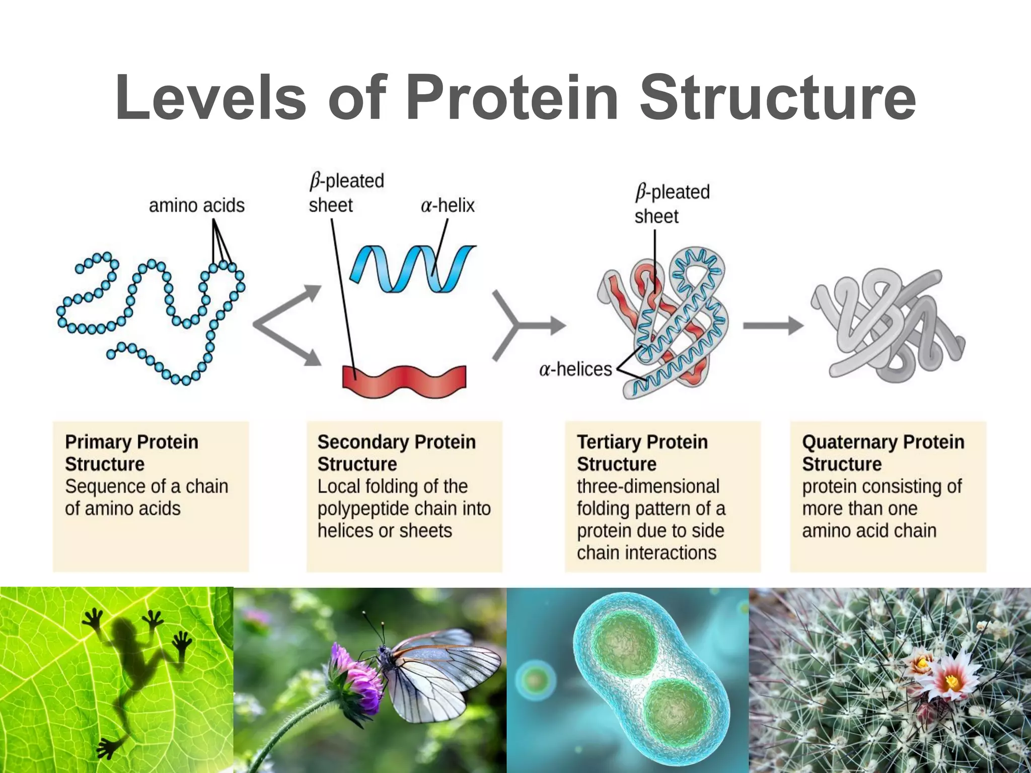 Lesson 11 Proteins | PDF