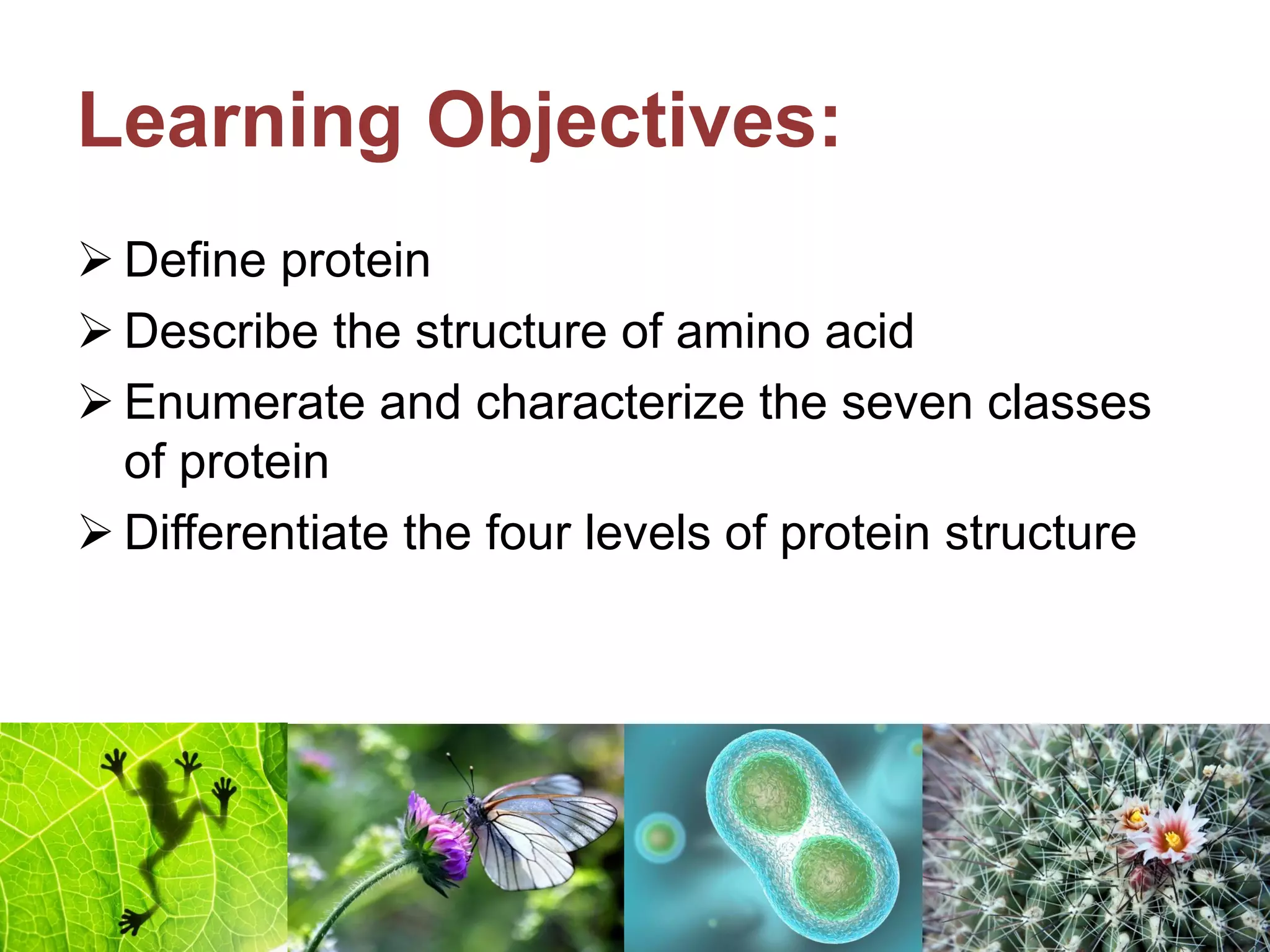 Lesson 11 Proteins | PDF