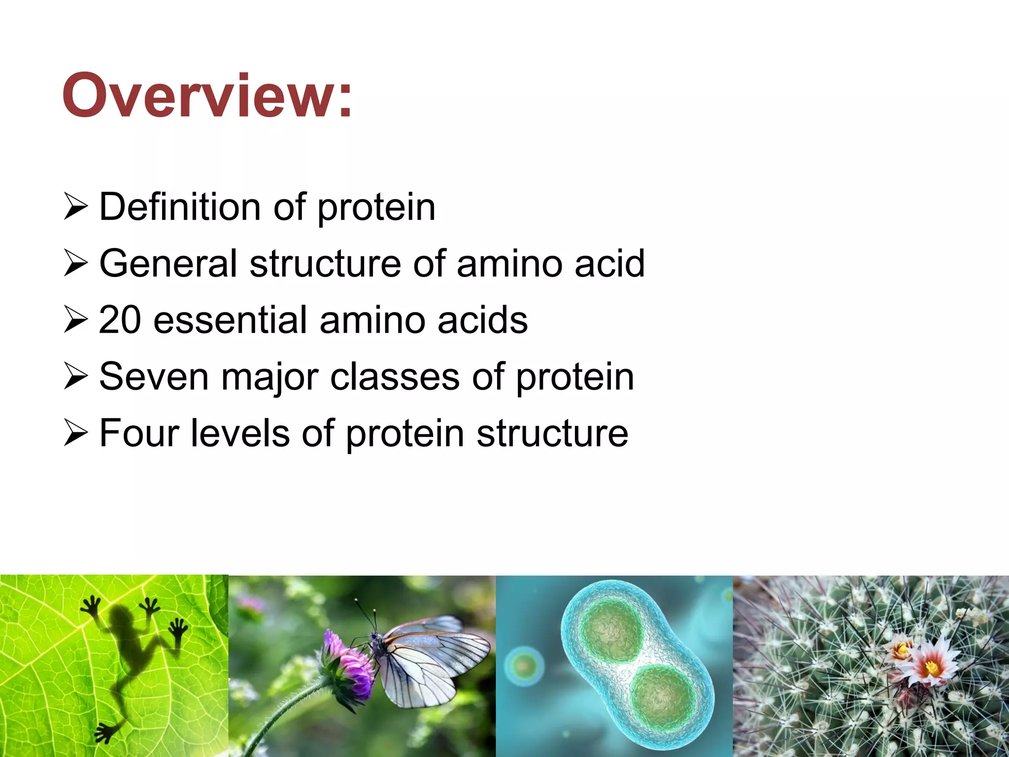 Lesson 11 Proteins | PDF