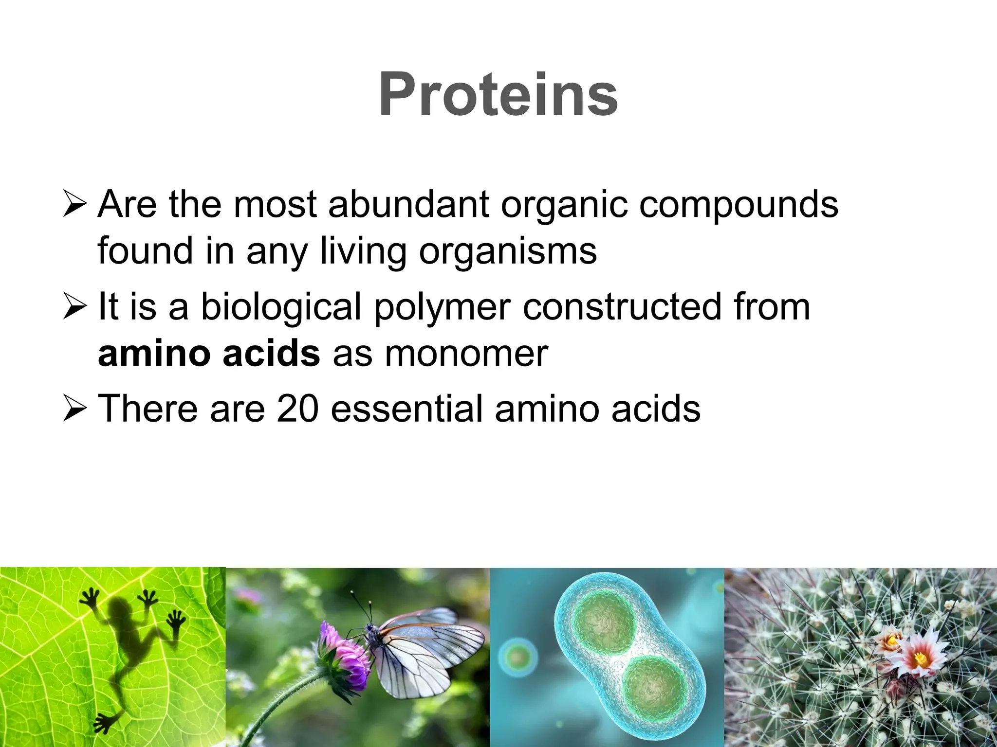 Lesson 11 Proteins | PDF