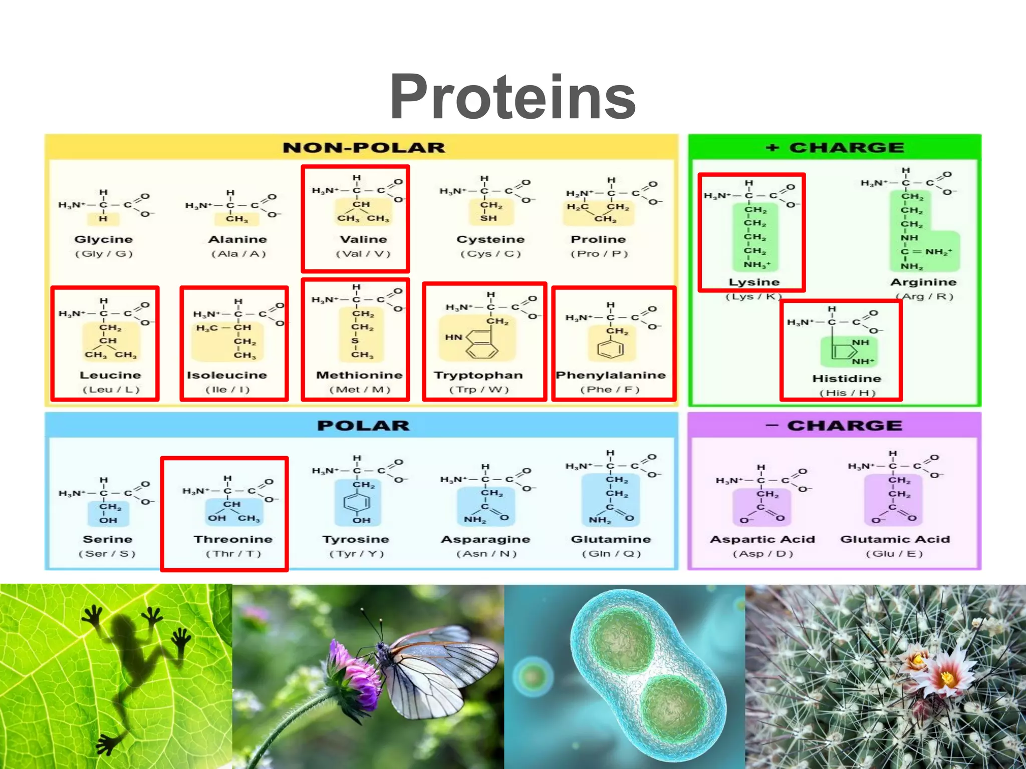 Lesson 11 Proteins | PDF