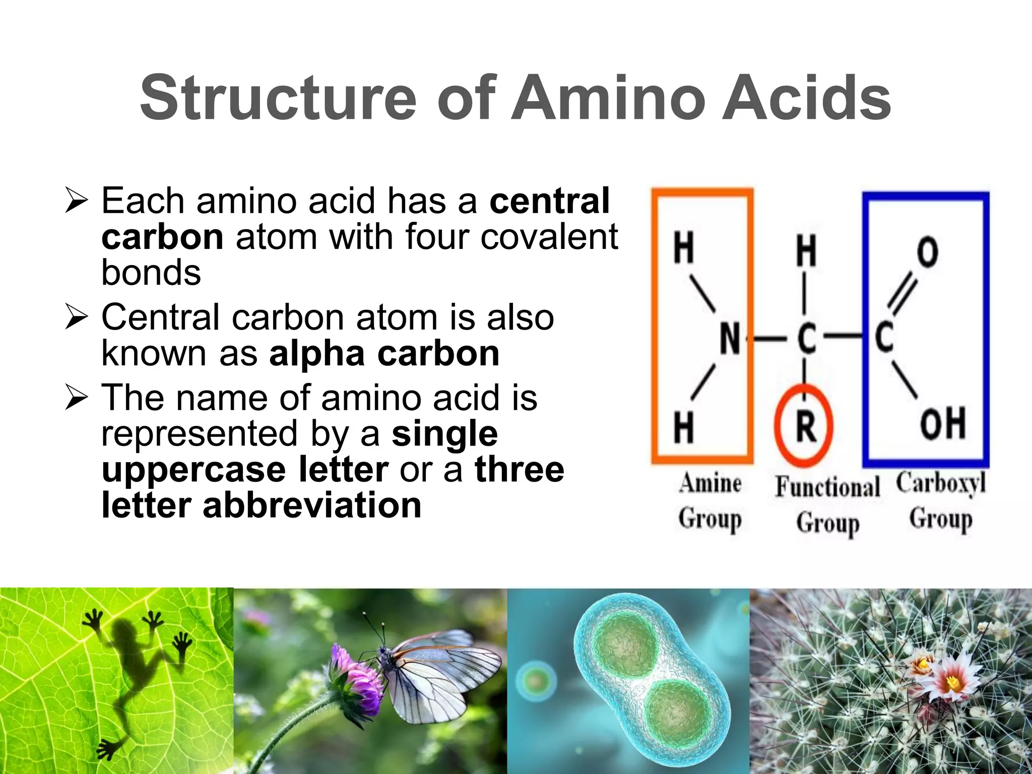 Lesson 11 Proteins | PDF