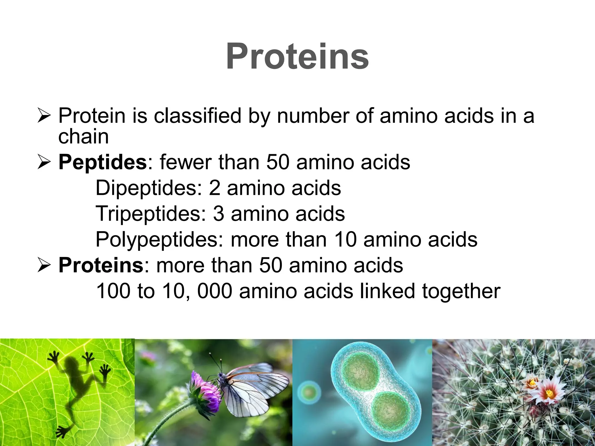 Lesson 11 Proteins | PDF