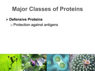 Lesson 11 Proteins | PDF