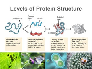 Lesson 11 Proteins | PDF