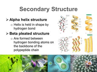Lesson 11 Proteins | PDF