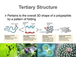 Lesson 11 Proteins | PDF
