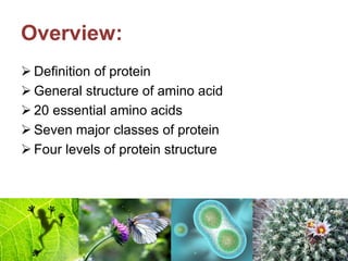 Lesson 11 Proteins | PDF