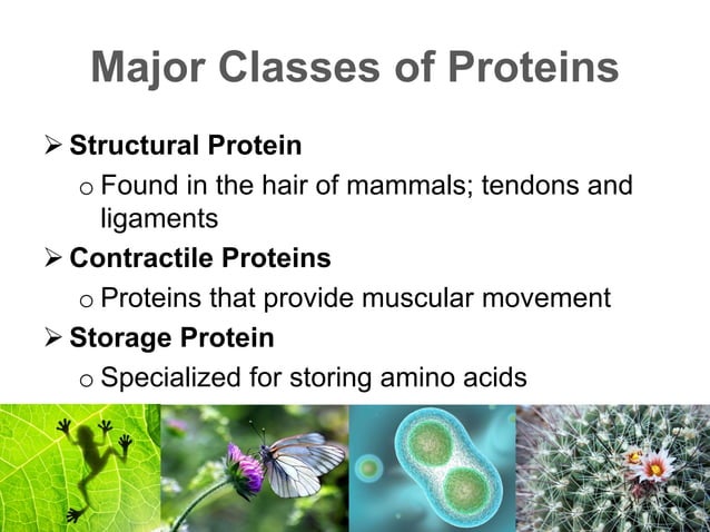 Lesson 11 Proteins | PDF | Chemistry | Science