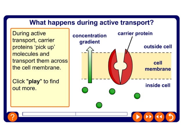 Mrs Abrey Lesson 1 and 2 active transport | PPT