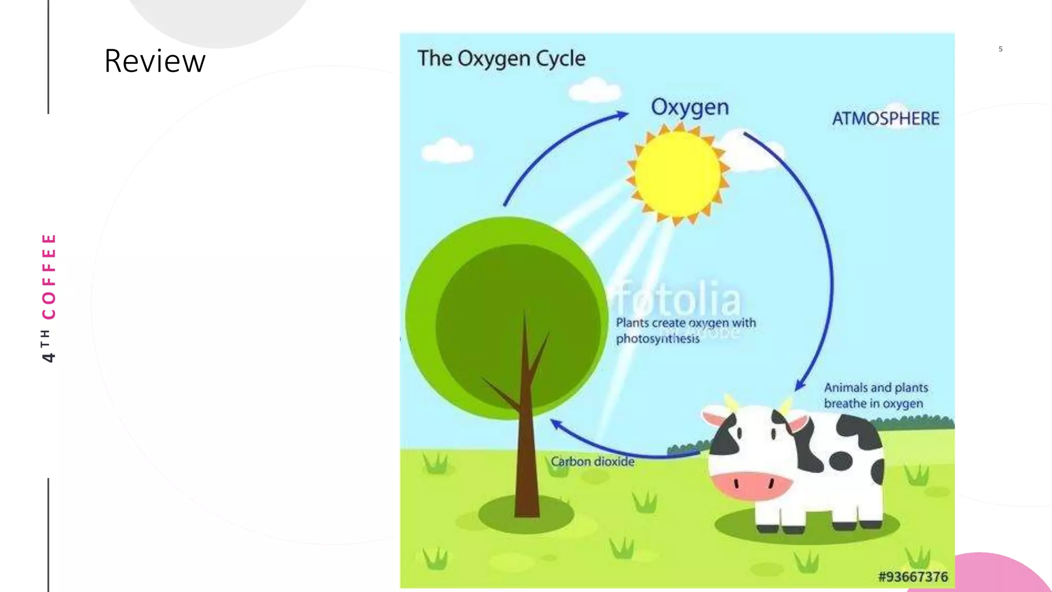 Lesson 12 Ecosystem and Stability | PPTX