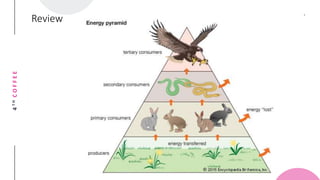 Lesson 12 Ecosystem and Stability | PPTX