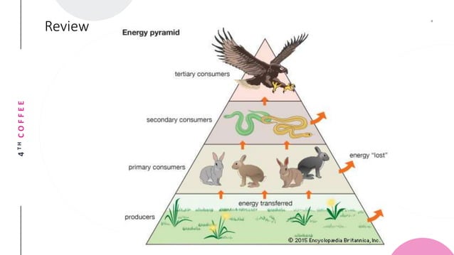 Lesson 12 Ecosystem and Stability | PPT