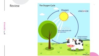 Lesson 12 Ecosystem and Stability | PPTX