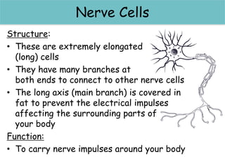 Lesson 12 levels of organisation (1) | PPTX