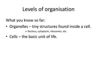 Lesson 12 levels of organisation (1) | PPTX
