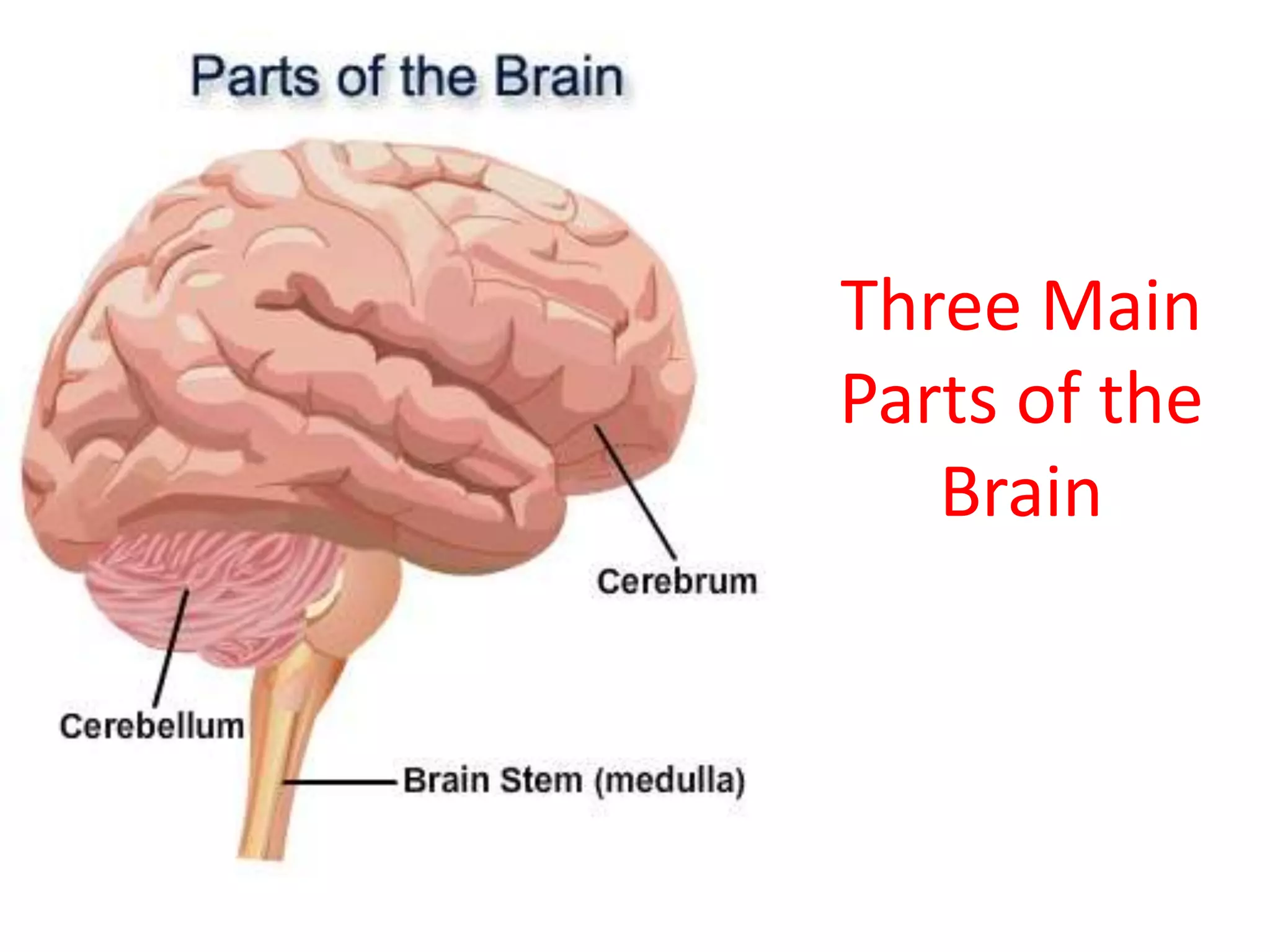 Lesson 12 main parts of the brain | PPTX