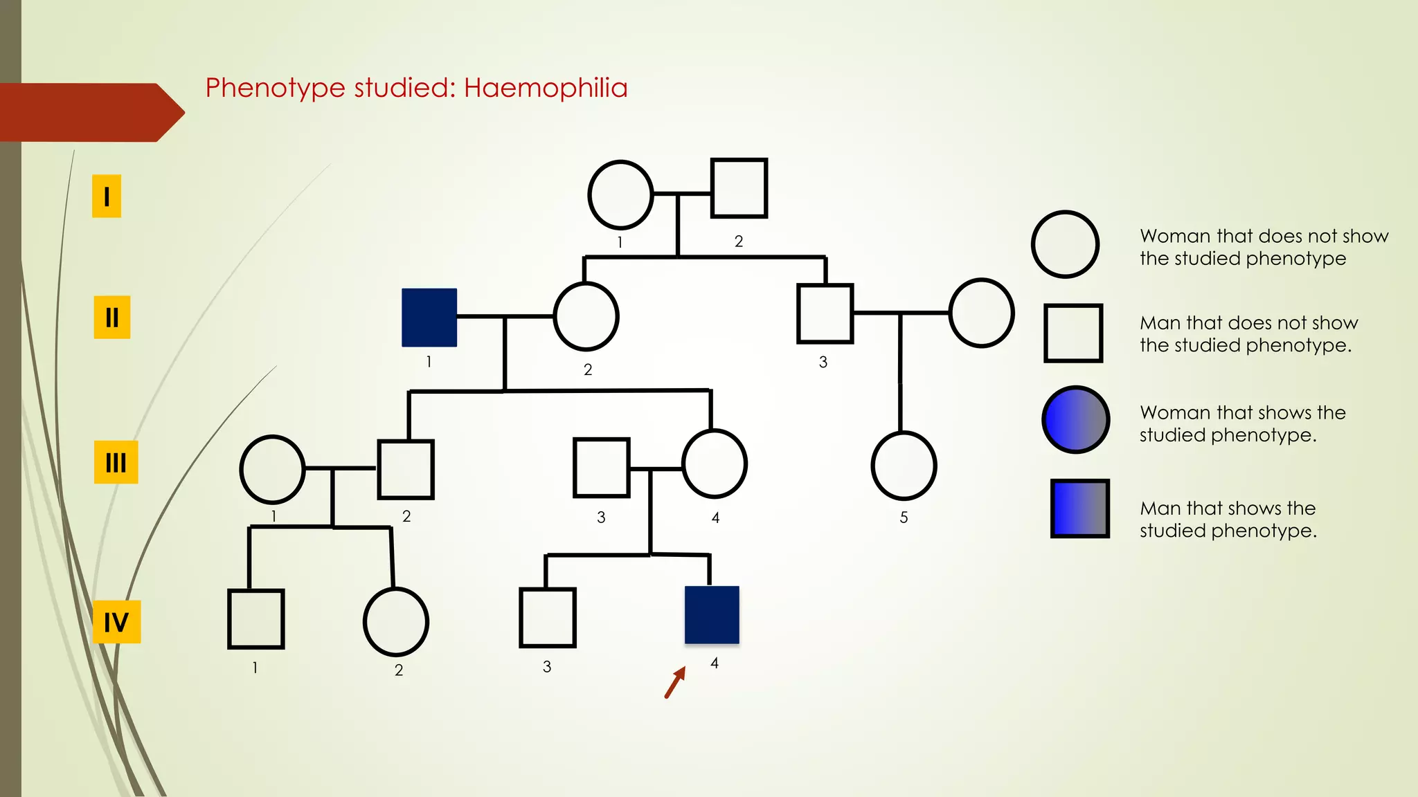 Lesson 12 Family pedigree | PDF