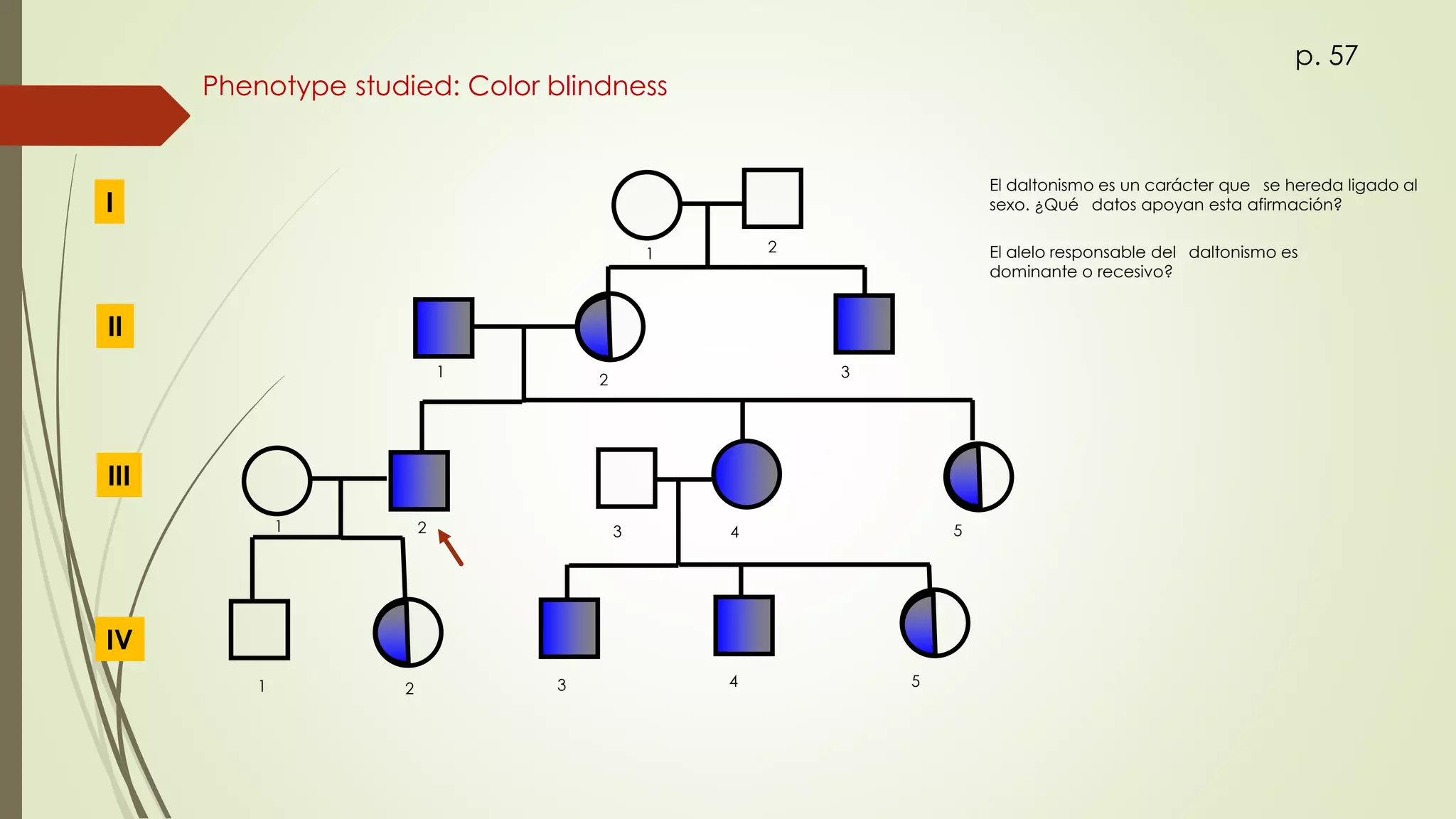 Lesson 12 Family pedigree | PPT
