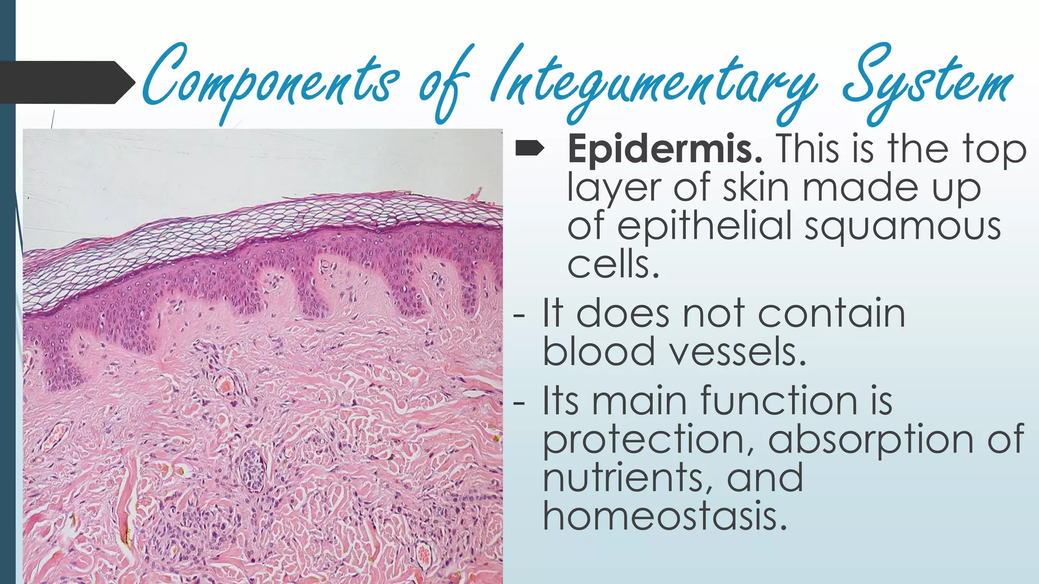 Lesson 12 integumentary system | PDF