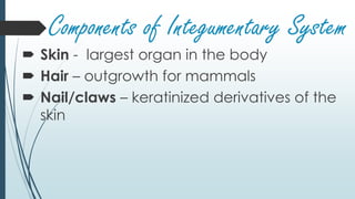 Lesson 12 integumentary system | PDF