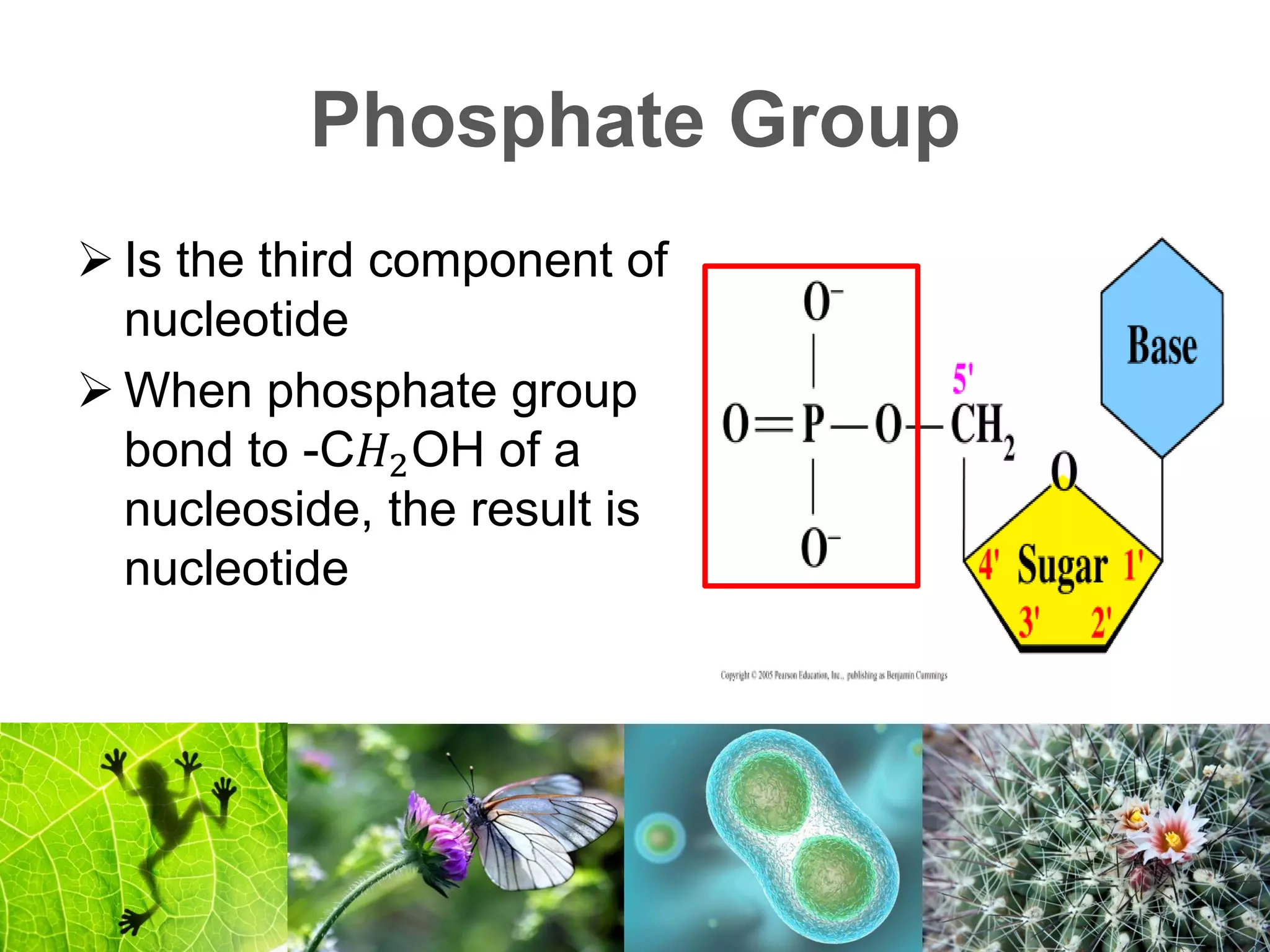 Lesson 12 Nucleic Acids | PDF