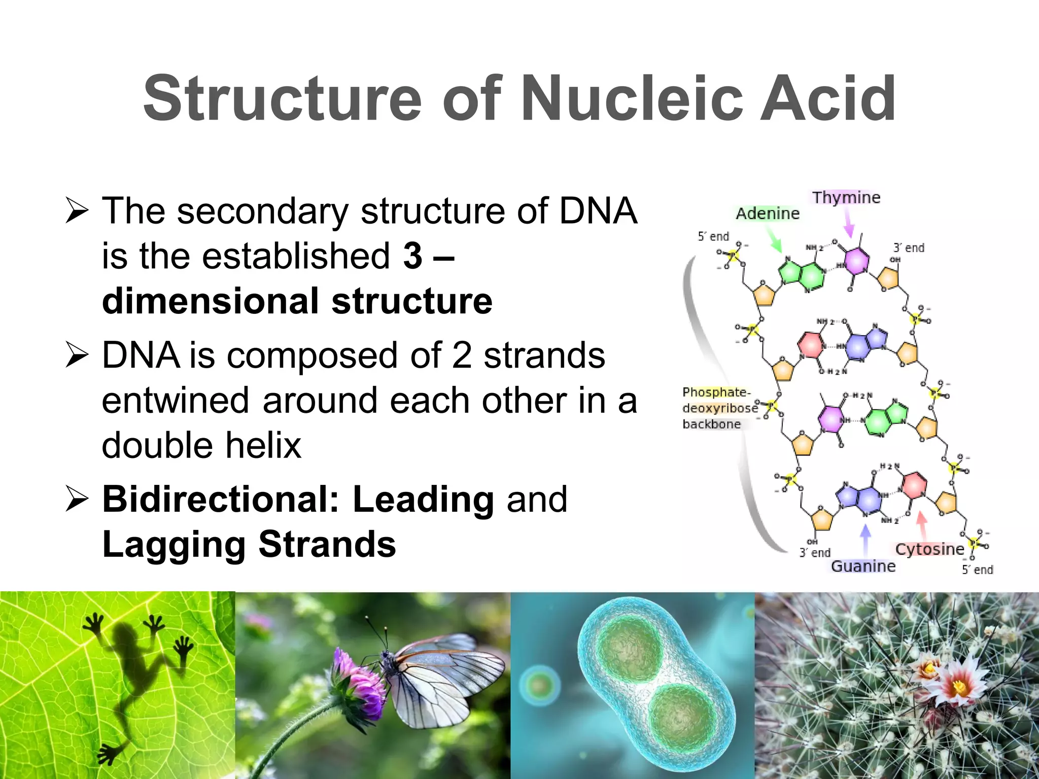 Lesson 12 Nucleic Acids | PDF