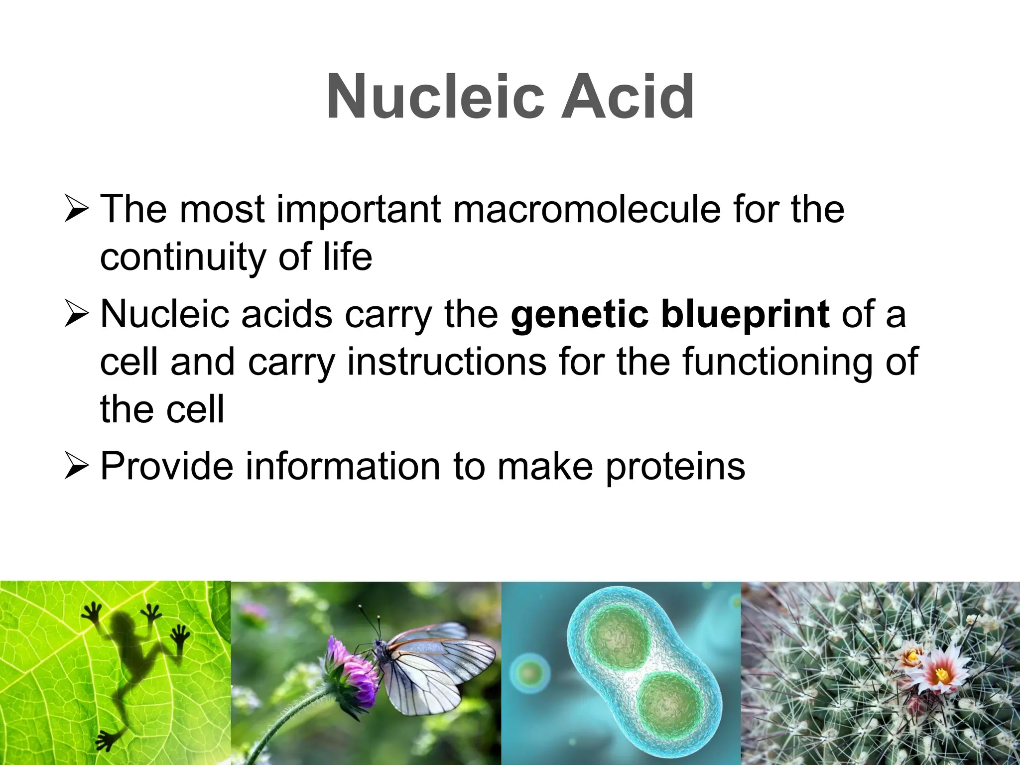 Lesson 12 Nucleic Acids | PDF