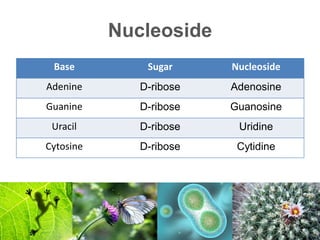 Lesson 12 Nucleic Acids | PDF