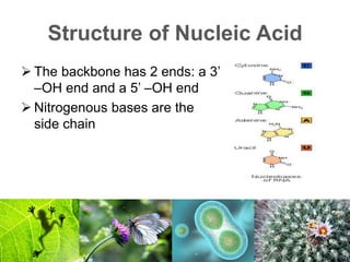 Lesson 12 Nucleic Acids | PDF