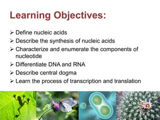 Lesson 12 Nucleic Acids | PDF