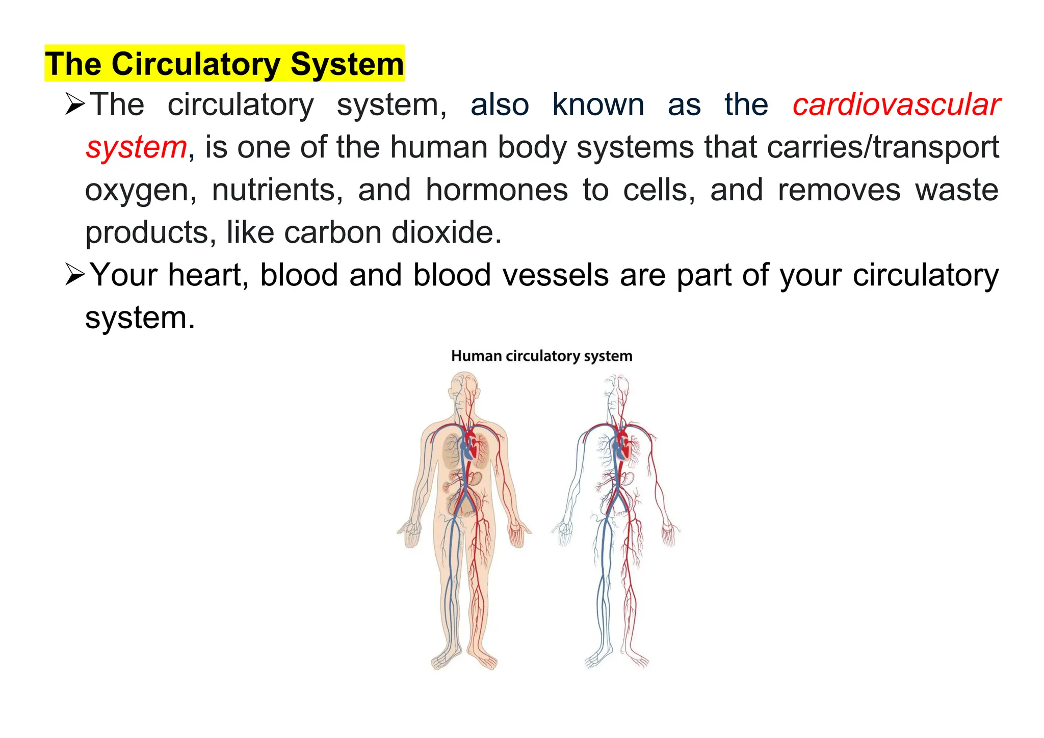 Using the network of arteries, veins and capillaries, blood carries carbon dioxide to the lungs ...