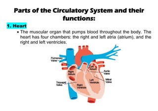 Using the network of arteries, veins and capillaries, blood carries ...
