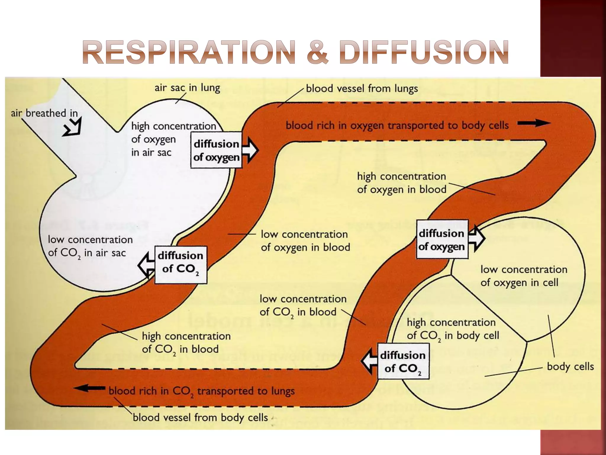 Lesson 13 diffusion | PPTX
