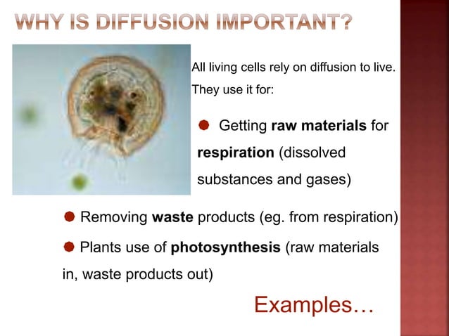 Lesson 13 diffusion | PPTX